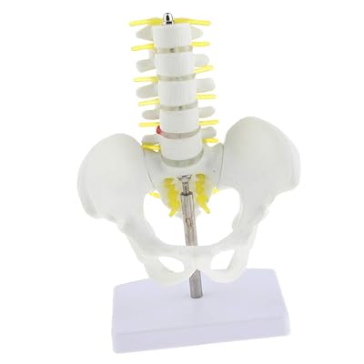 Baosity Pelvis with Five Lumbar Spine Models of The Philippines | Ubuy