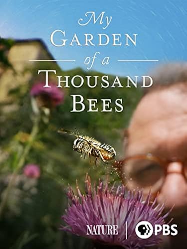 My Garden of a Thousand Bees in Kuwait | Whizz Movies