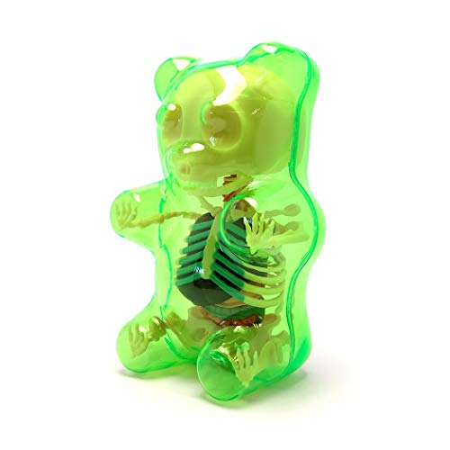 4D Master Green Gummi Gummy Bear Anatomy Model Kit by Jason Freeny ...