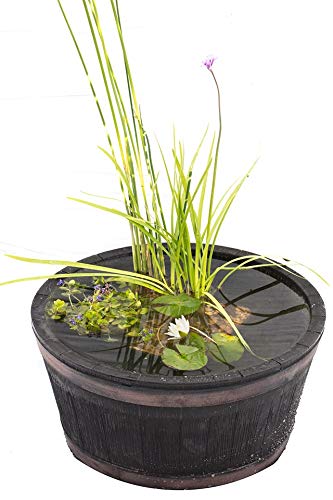 Complete Patio Pond Set - Dwarf Lily - 3 Marginal Plants - Pots and ...