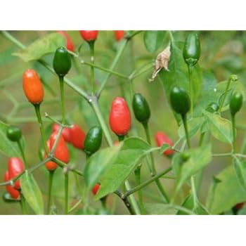 Amazon.com : Pequin Chili Hot Pepper Live Plants (2 Pack) : Garden ...