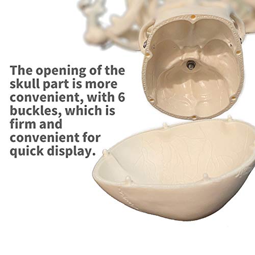 Human Skeleton Model for Anatomy Mini Human Skeleton Model with Metal ...