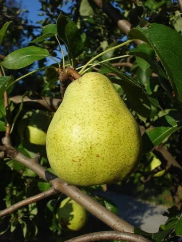 1 x Doyenne Du Comice Pear Tree 4-5ft in 6L Pot, Dessert Pear with Fine ...