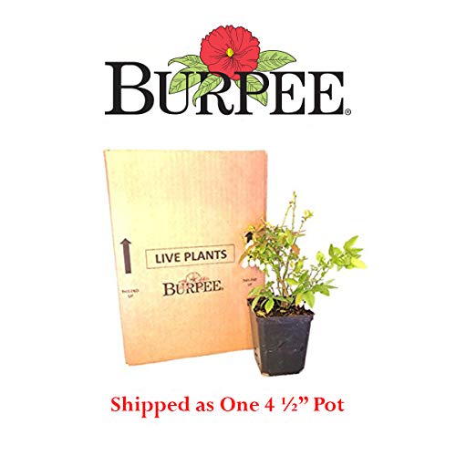 Dwarf Fruit Trees for Sale Online! | OutsideModern