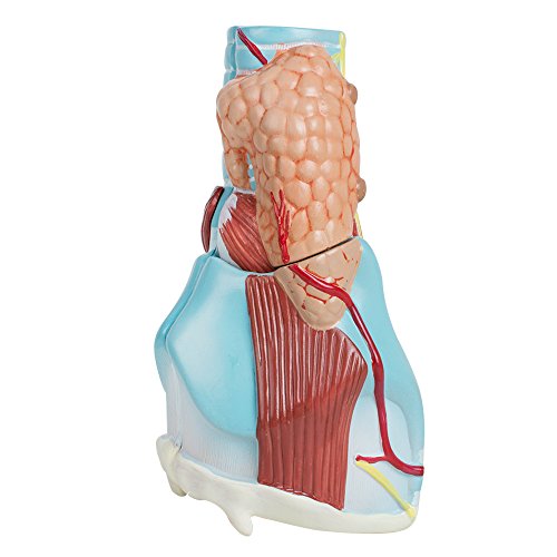 Buy Human Larynx Model Medical Anatomy Throat Teach Study Model Joint ...