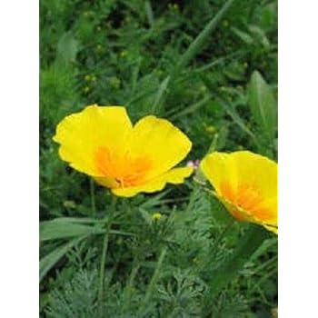 Amazon.com : 1000 DWARF YELLOW CALIFORNIA (Tufted) POPPY Eschscholzia ...