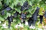 Pixie Grapes - Ornamental and Edible Grapes for the Patio