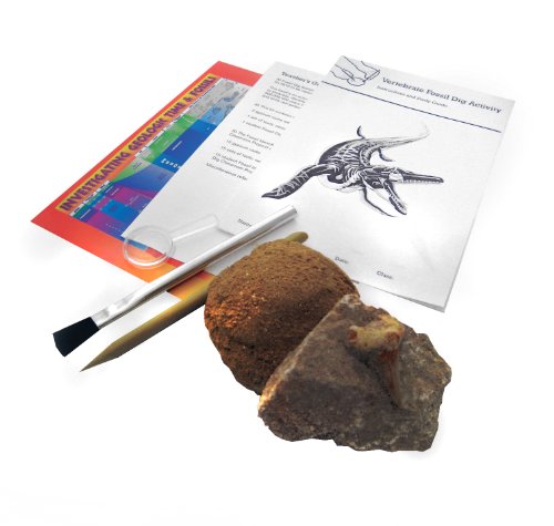 American Educational Vertebrate Fossil Dig Set | Amazon price tracker ...
