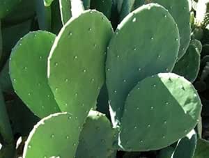 Amazon.com : 4 Spineless Prickly Pear Cactus Cuttings - No Thorns or ...