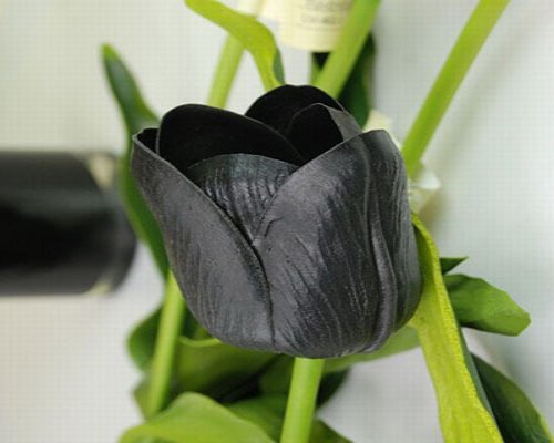 8 Tulip Varieties That Will Delight Your Senses | Backyard Garden Lover