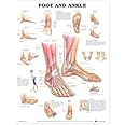 Amazon.com: Foot and Ankle Anatomical Chart : Anatomical Chart Company: Industrial & Scientific