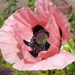 Oriental Poppy Queen Alexandra Seeds: Amazon.co.uk: Garden & Outdoors