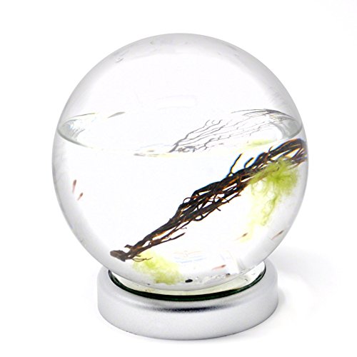 EcoSphere Closed Aquatic Ecosystem, Medium Sphere with LED Base ...