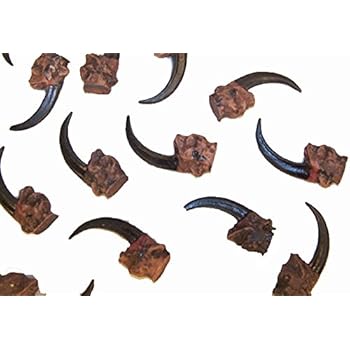 Amazon.com : Lot of 4 LARGE 3 inch Bulk Sythentic Grizzly Bear Claws ...