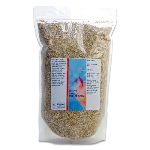 Morning Bird White Proso Millet Seed, Healthy Bird Food, Nutritious ...