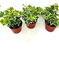 Amazon.com : 3pack Gold Child English Ivy 3" Pot - 'Hedra Helix Plant ...