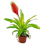 Vriesea - How to grow & care