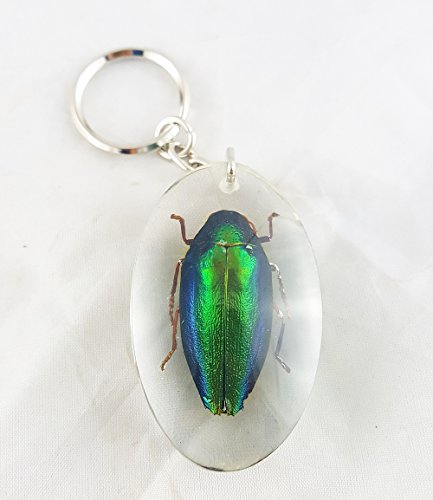 Angelwing Real Jewel Beetle Bugs Green Taxidermy Keychain Insect ...