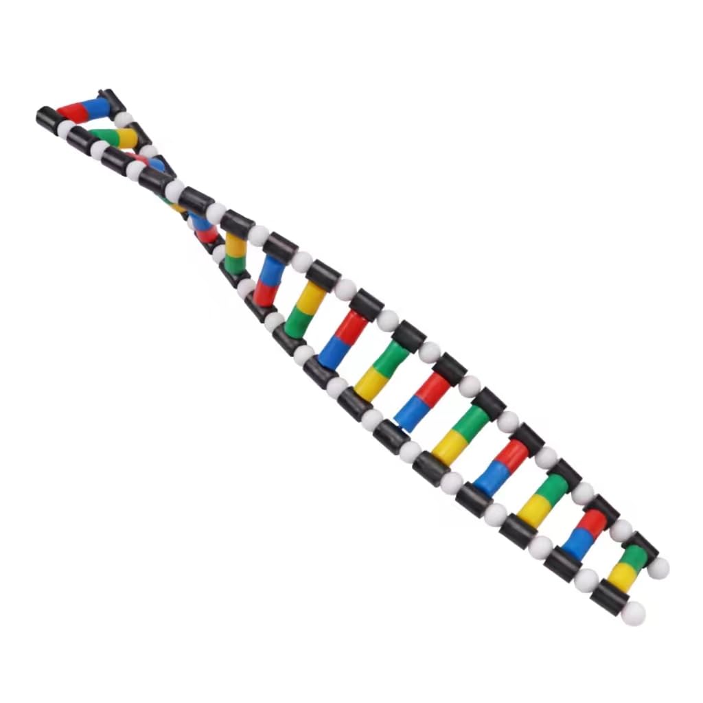 DNA Model Double Helix Structure Model DNA Double Helix Modesl Kit DNA ...