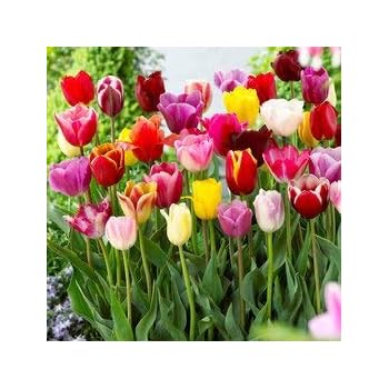 Amazon.com : Mixed Triumph Tulips (25 Bulbs) - Assorted Colors of Tulip Bulbs by Willard & May ...