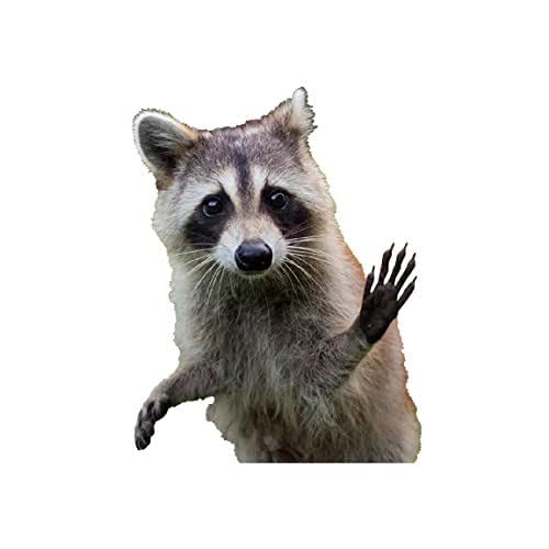 Amazon.com: Waving Raccoon Wall Decal - 8.5" wide x 11" tall : Handmade ...