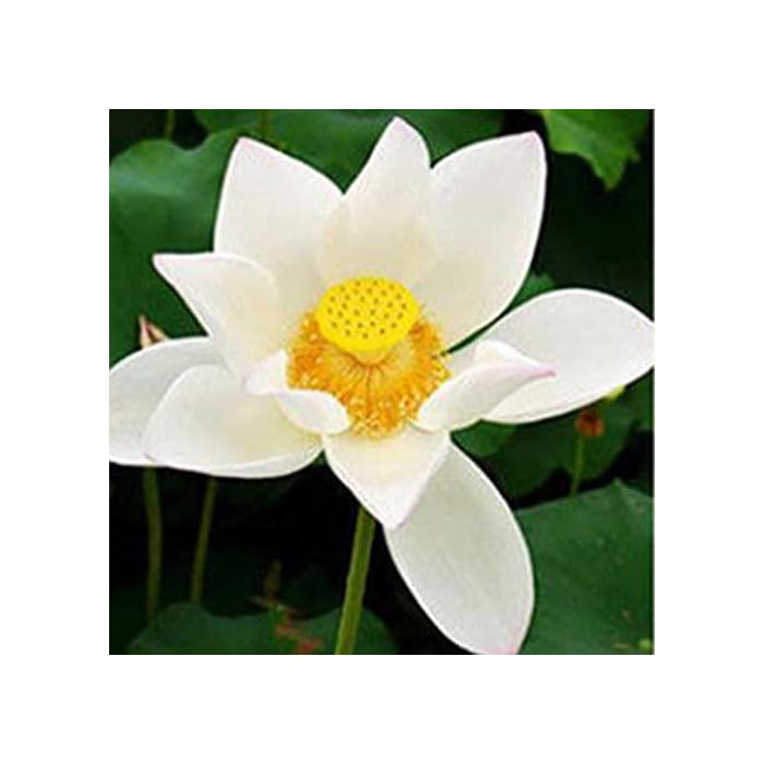 Kaimu 10Pcs Perennial Bonsai Mini Lotus Seeds Bonsai Plant Seeds ...