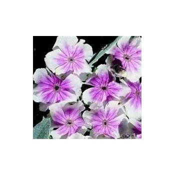 Amazon.com: Outsidepride Lychnis Coronaria - 5000 Seeds: Garden & Outdoor