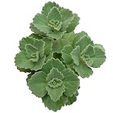 Plectranthus neochilus - How to grow & care