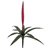 Vriesea - How to grow & care