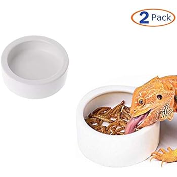 Amazon.com : Tfwadmx 2 Pcs Reptile Food Bowl, Ceramic Water Bowl, Worm ...