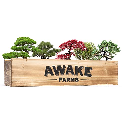 Bonsai Tree Starter Kit – Mini Bonsai Plant Growing Kit – All You Need ...