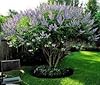 Bundle of 9 Texas Lilac Vitex Chaste Trees - Live Lilac Bush Plants ...