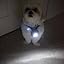 Amazon.com : PupLight Dog Safety Light, Red : Pet Collars : Pet Supplies