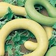 ITALIAN HEIRLOOM HERITAGE COURGETTE TROMBONCINO ALBENGA TRAILING EARLY ...
