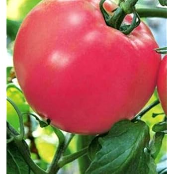 Amazon.com : Pink Girl Tomato Seeds : Garden & Outdoor