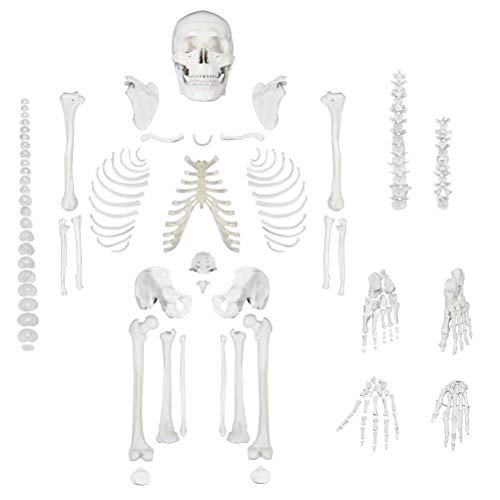 Disarticulated Human Skeleton Model for Anatomy Life Sized Anatomical ...