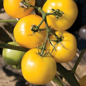 Amazon.com : Tomato Seeds 25 Lemon Boy Yellow Tomato Seeds 72 Days ...