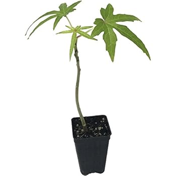 Amazon.com : Abelmoschus Manihot Kiko's Crump South Sea Salad Tree Live ...
