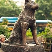 Hachiko - Eine wunderbare Freundschaft: Amazon.de: Joan Allen, Sarah ...