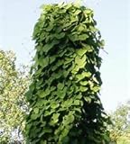Dutchman's pipe - How to grow & care