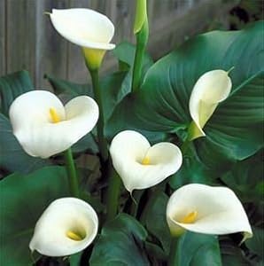 Amazon.com : Giant White Calla Lily Bulbs : Garden & Outdoor