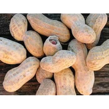 Amazon.com : Peanuts (in-the-shell) Bird Feed - 10 lb bag : Wild Bird ...