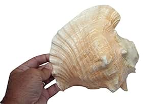 Amazon.com: Giant Conch Horn Shell 8"-9" Pink Queen Conch Shell Horn by ...