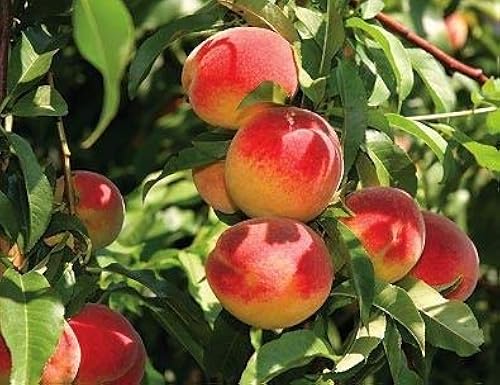 Dwarf Red Haven Peach Tree - Grow a Dessert Peach and its Remarkable ...