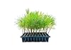 Slash Pine Tree | 3 Live Plants | Pinus Elliottii | Fast Growing ...