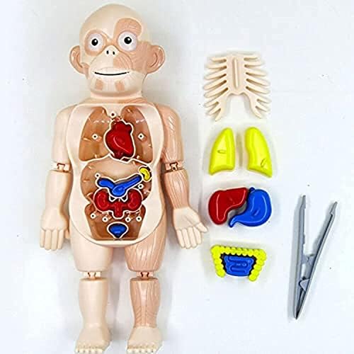 Body Human Model Toy price in Egypt | Amazon Egypt | kanbkam