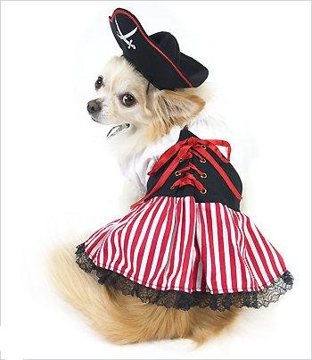 Pirate Dog Halloween Costumes - Best Costumes for Halloween