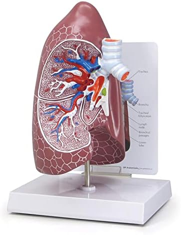 ZELICS Lung Model, Scientific Human Lung and Respiratory System Model ...