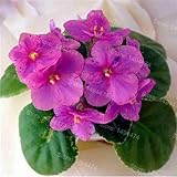 100 PCS 24 colores violeta Semillas, semillas violetas africanas ...