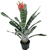 Aechmea chantinii - How to grow & care